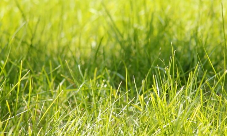 Easiest Grass To Grow In Southern California?