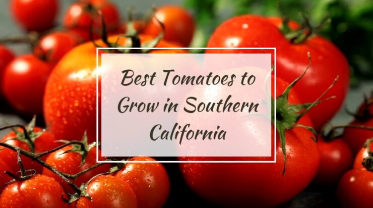 11 Best Tomatoes to Grow in Southern California 2023: Top Choices for ...