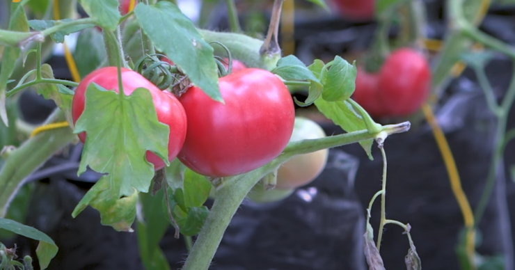 11 Best Tomatoes to Grow in Southern California 2023: Top Choices for ...