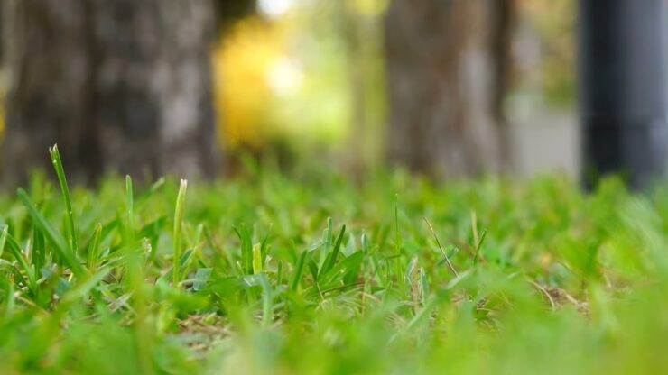 Easiest Grass To Grow In Southern California