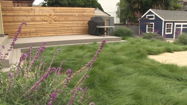 Easiest Grass To Grow In Southern California?